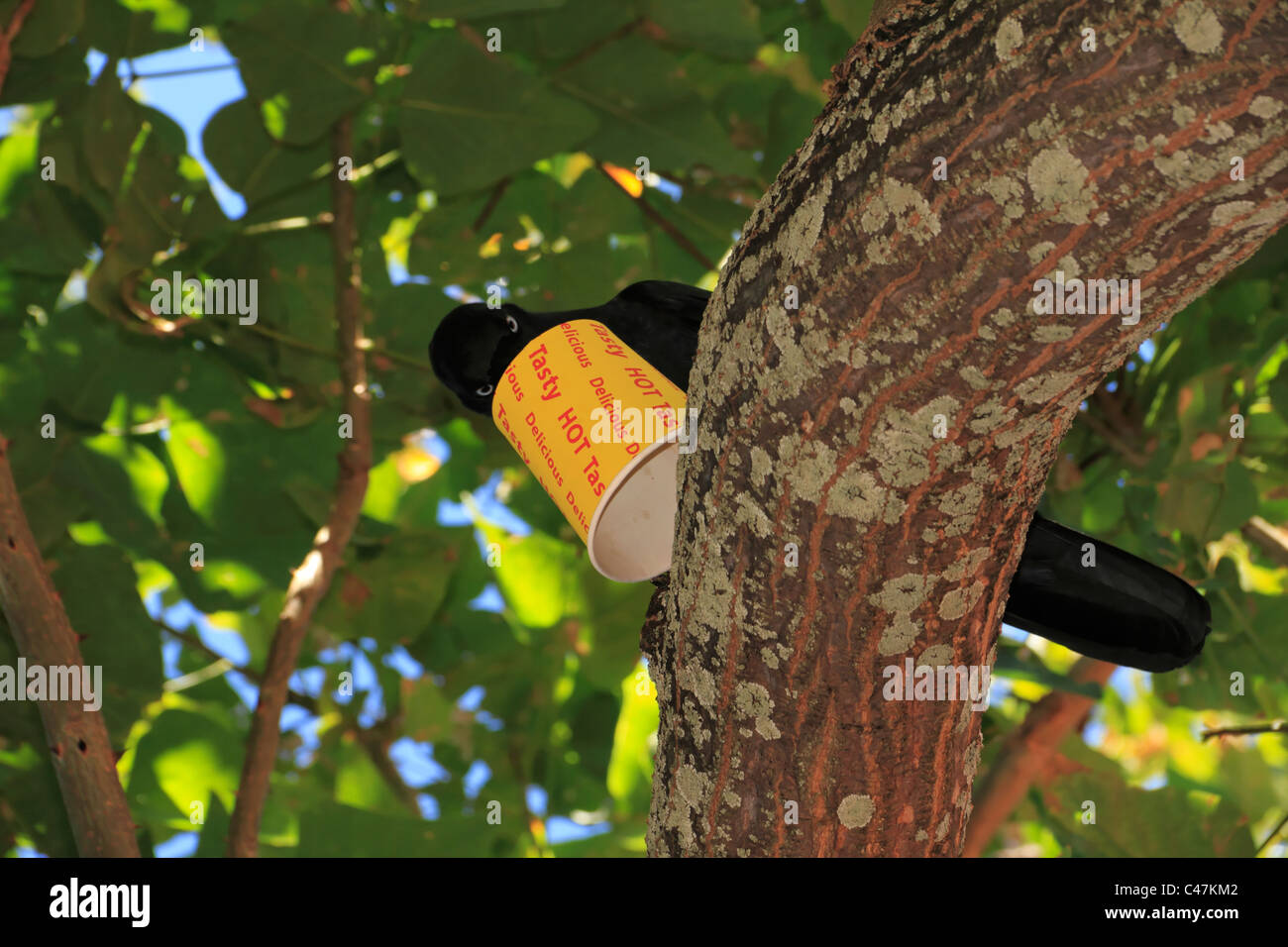 Black Crow ( Corvus coronoides ) in tree with a chip container, Perth ...