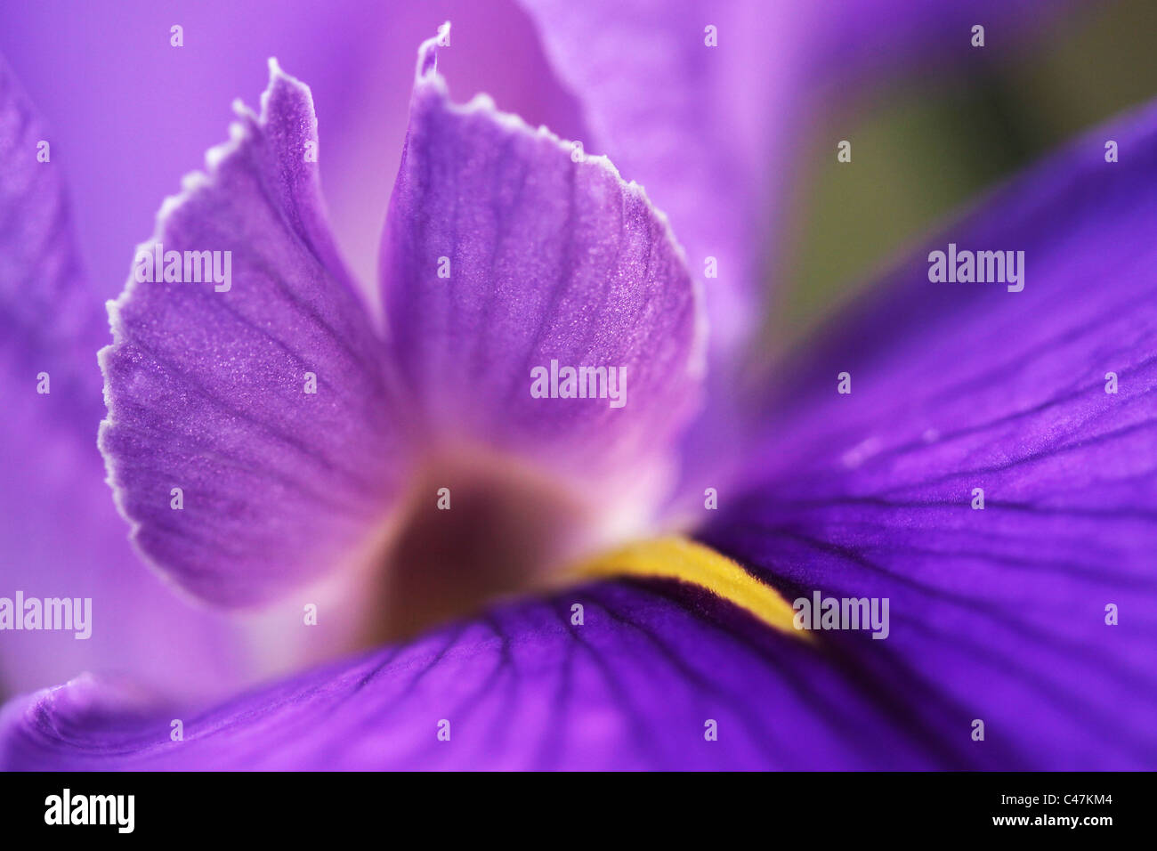 Macro Photograph of an Iris (Gerry Marstella) taken at Botanical ...