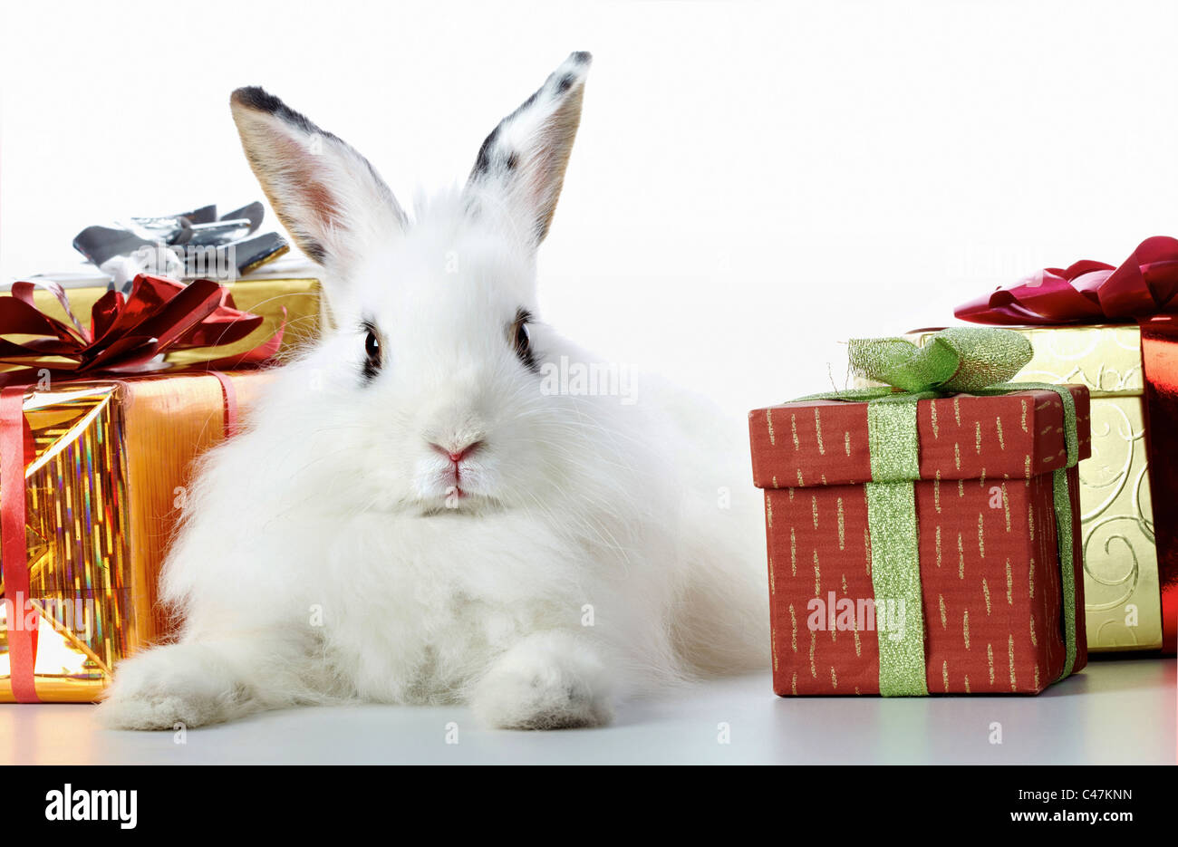 New rabbit breed hi-res stock photography and images - Alamy