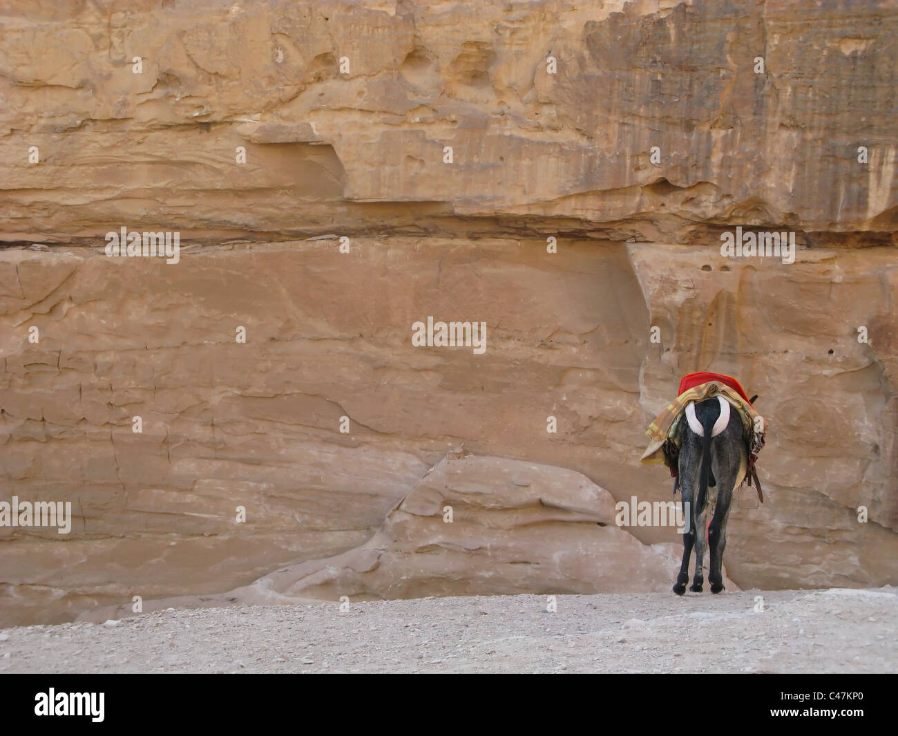 Donkey in desert Stock Photo - Alamy