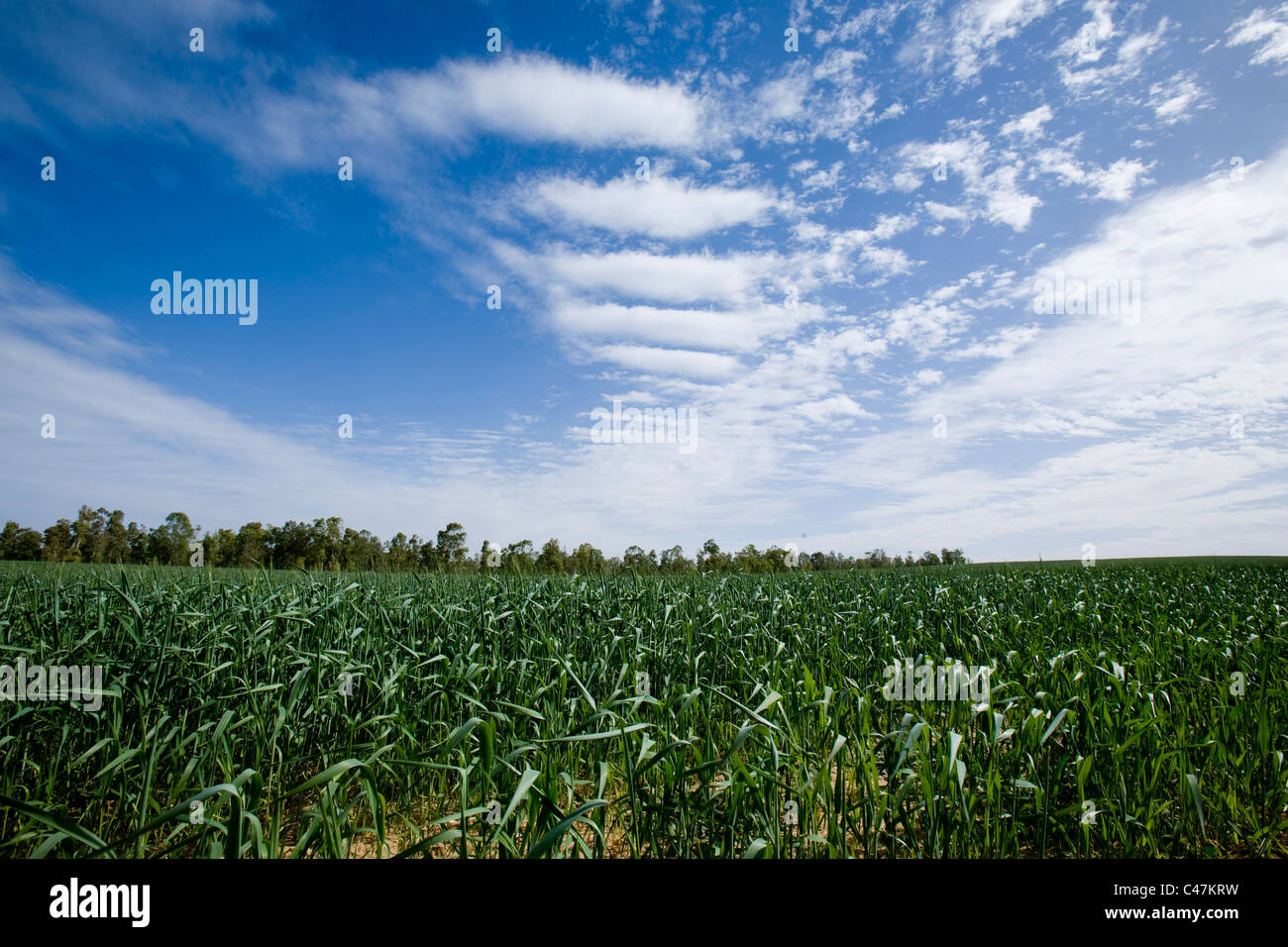 Green wheat field middle east hi-res stock photography and images - Alamy