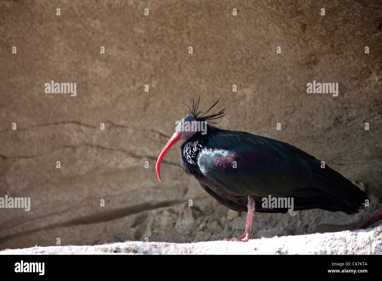 Black bird with long beak hi-res stock photography and images - Alamy