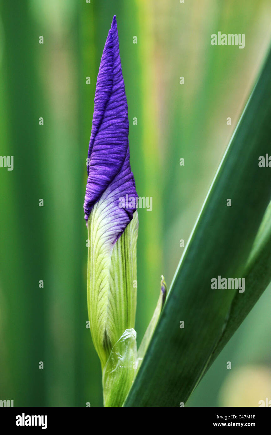 Macro Photograph of an Iris (Gerry Marstella) taken at Botanical ...