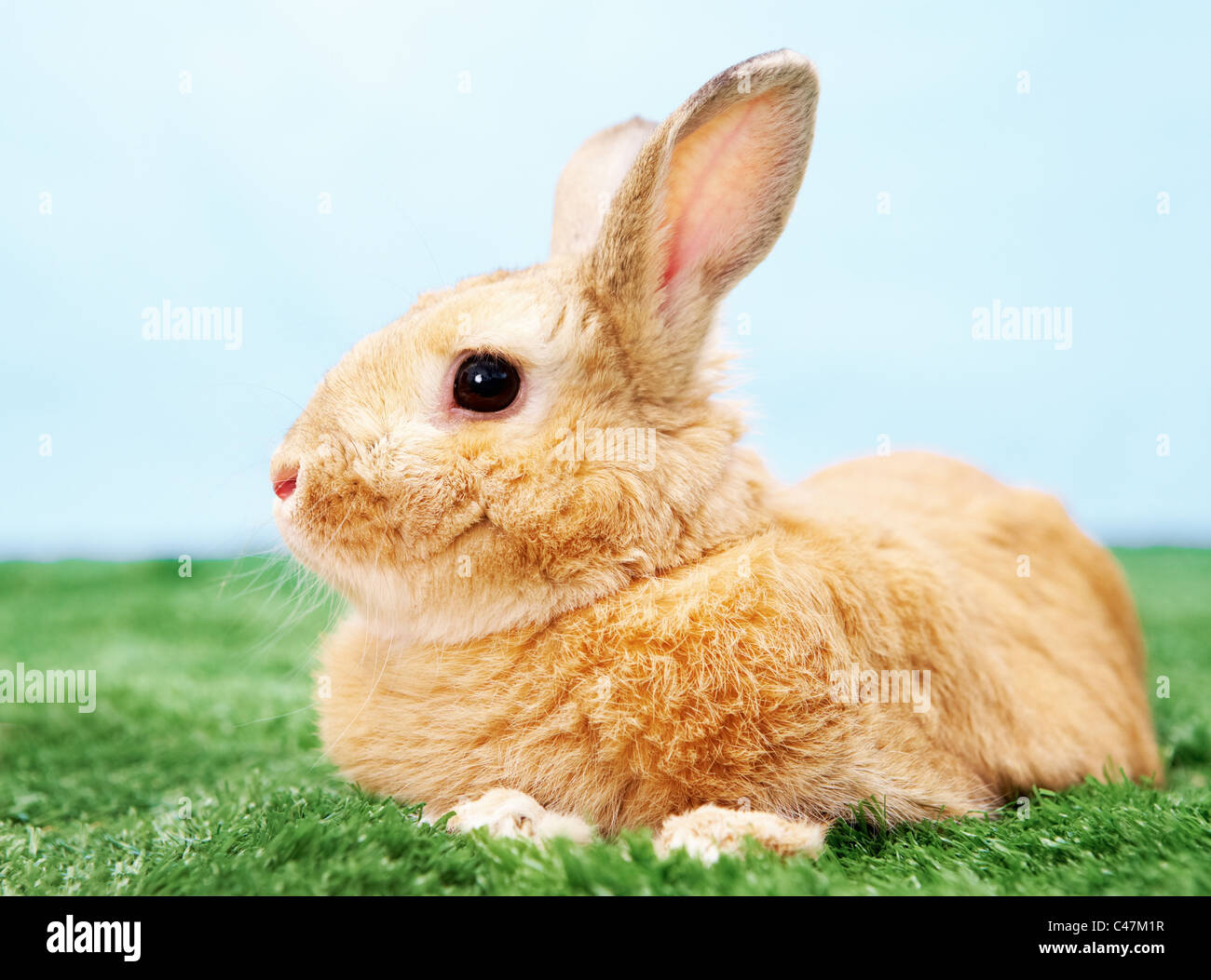 Image of cute rabbit in green grass with blue sky behind Stock Photo ...
