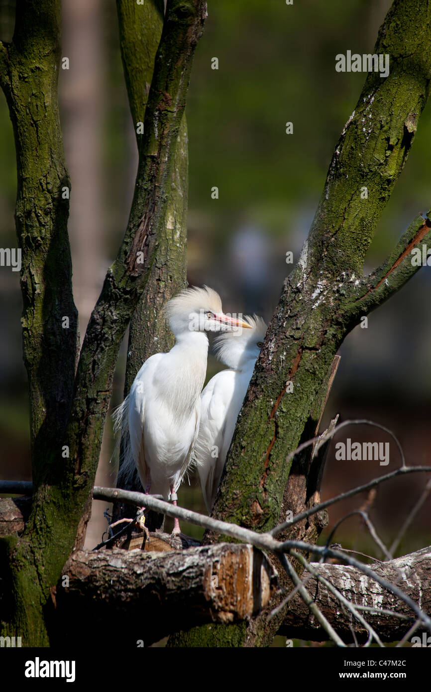 Two white birds in nest Stock Photo - Alamy