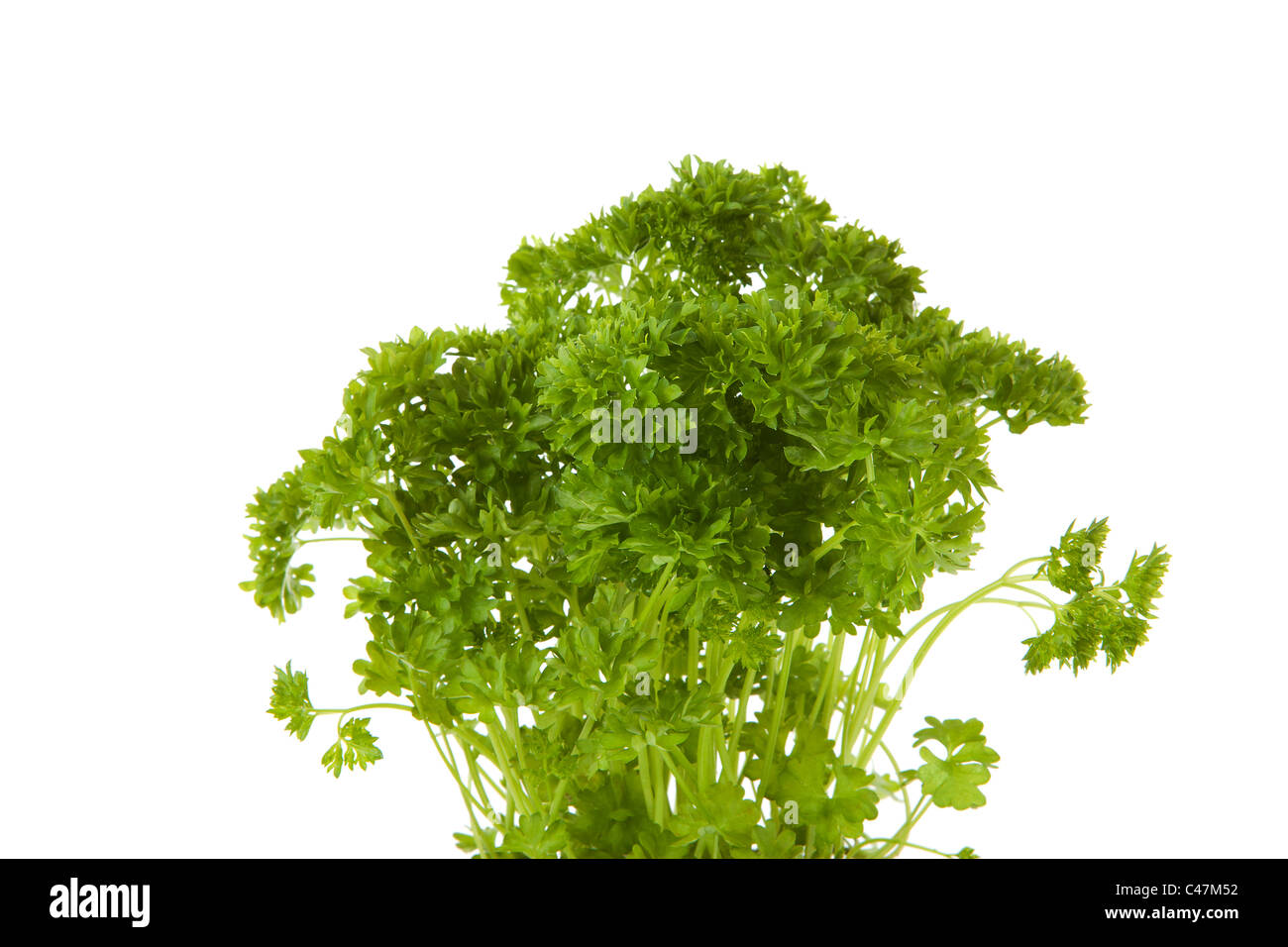 Plant of fresh parsley in closeup over white background Stock Photo - Alamy