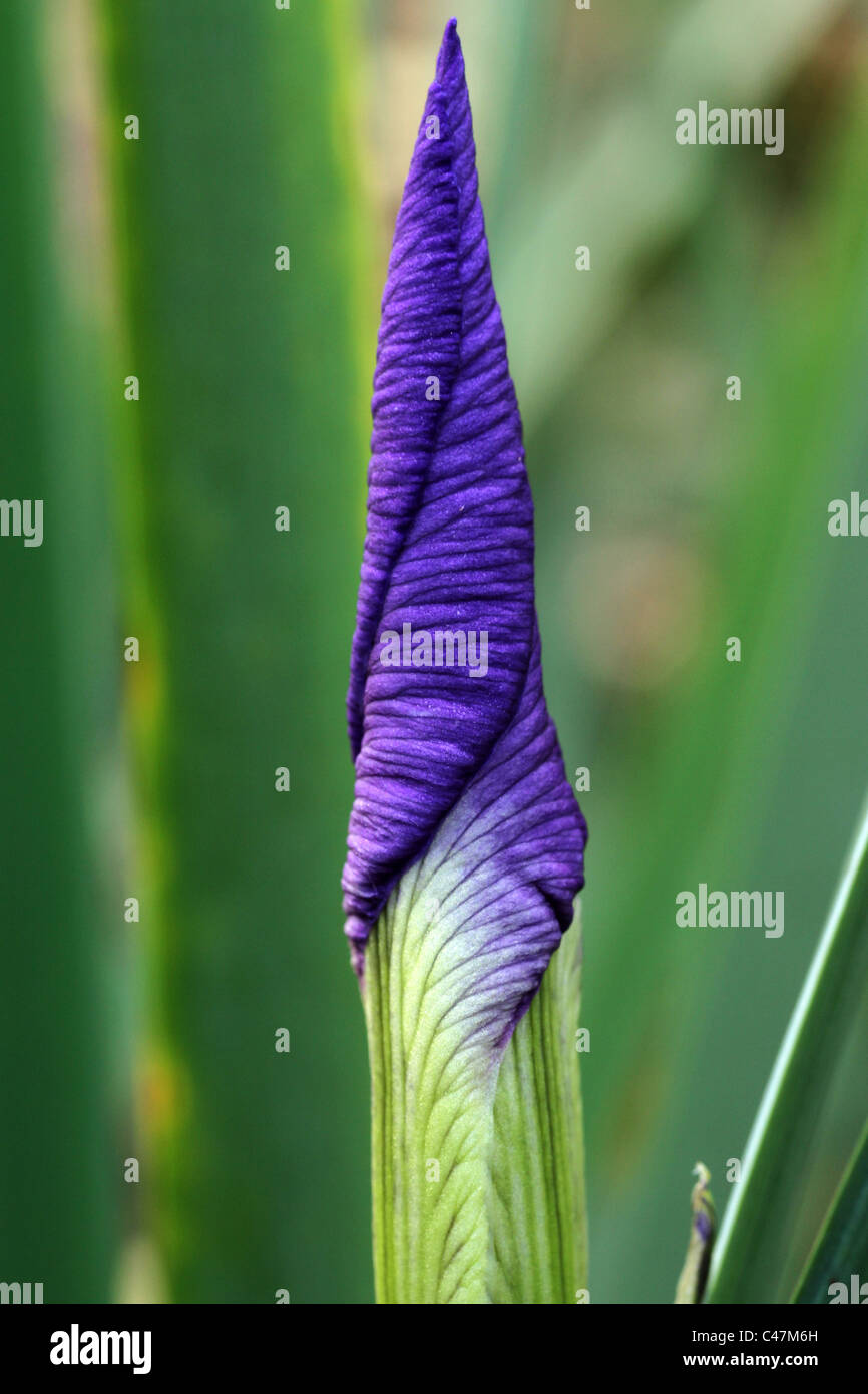 Macro Photograph of an Iris (Gerry Marstella) taken at Botanical ...