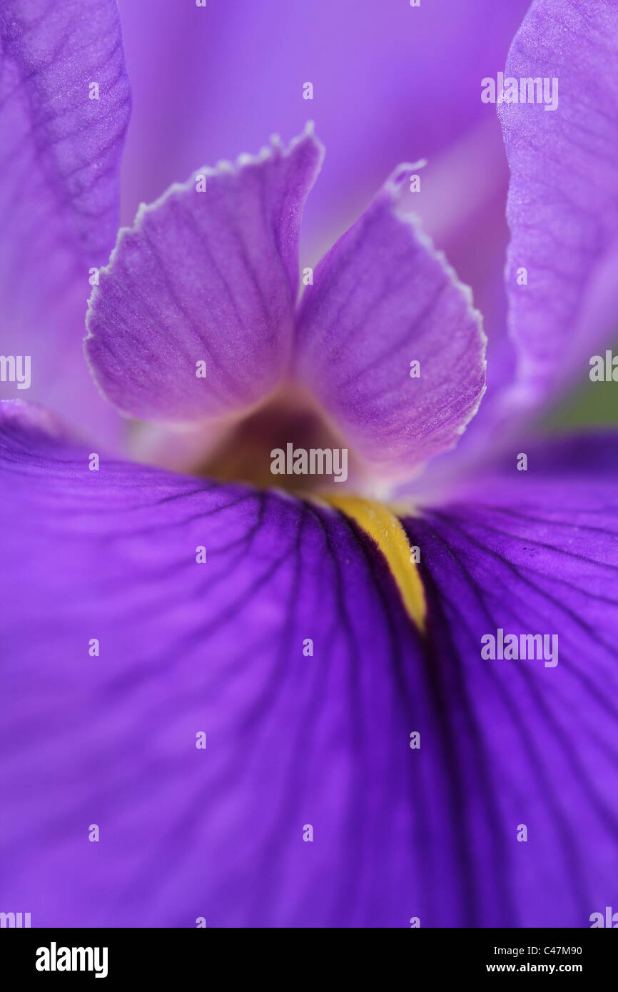 Macro Photograph of an Iris (Gerry Marstella) taken at Botanical ...