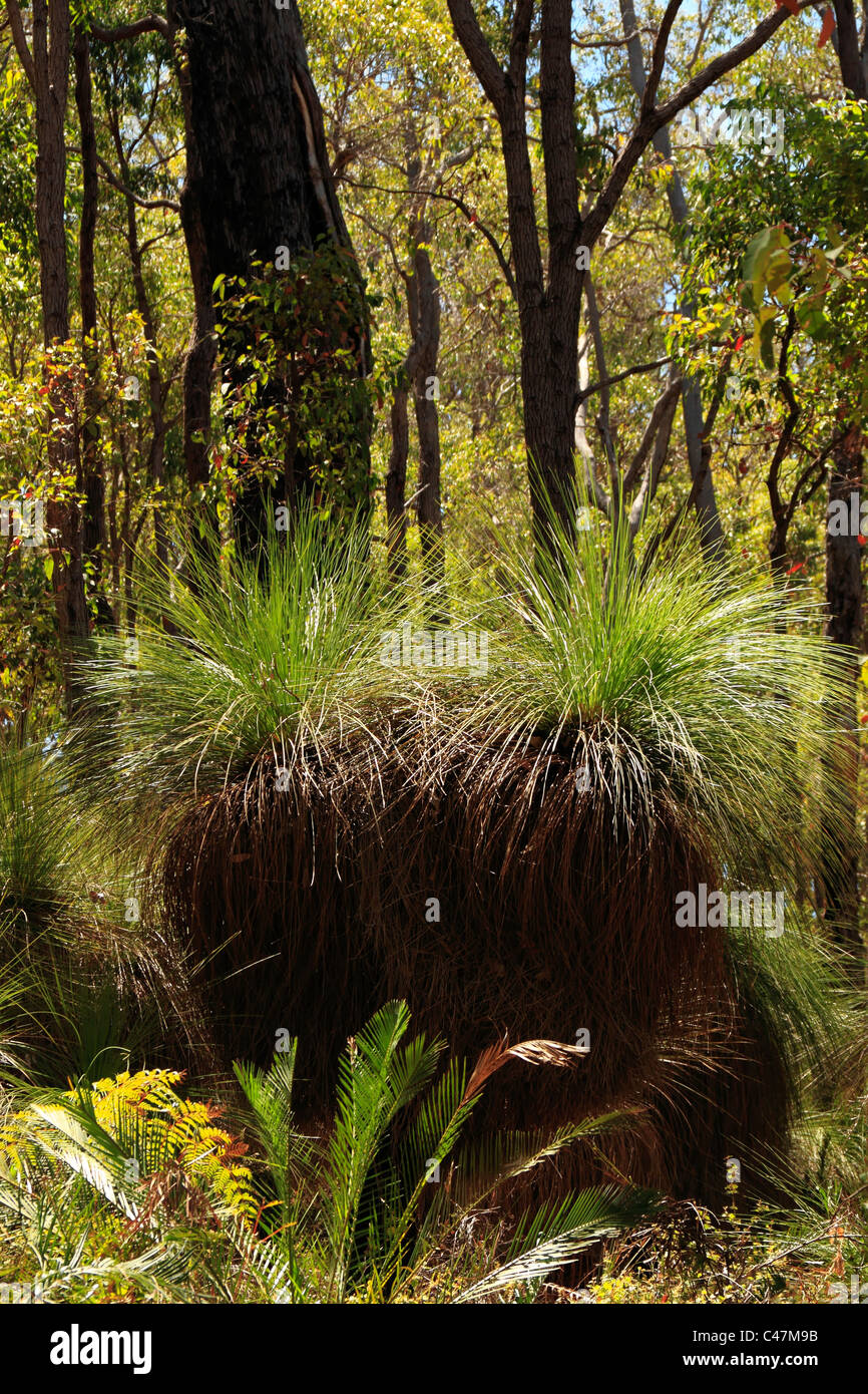 Grass trees xanthorrhoea preissii hi-res stock photography and images ...