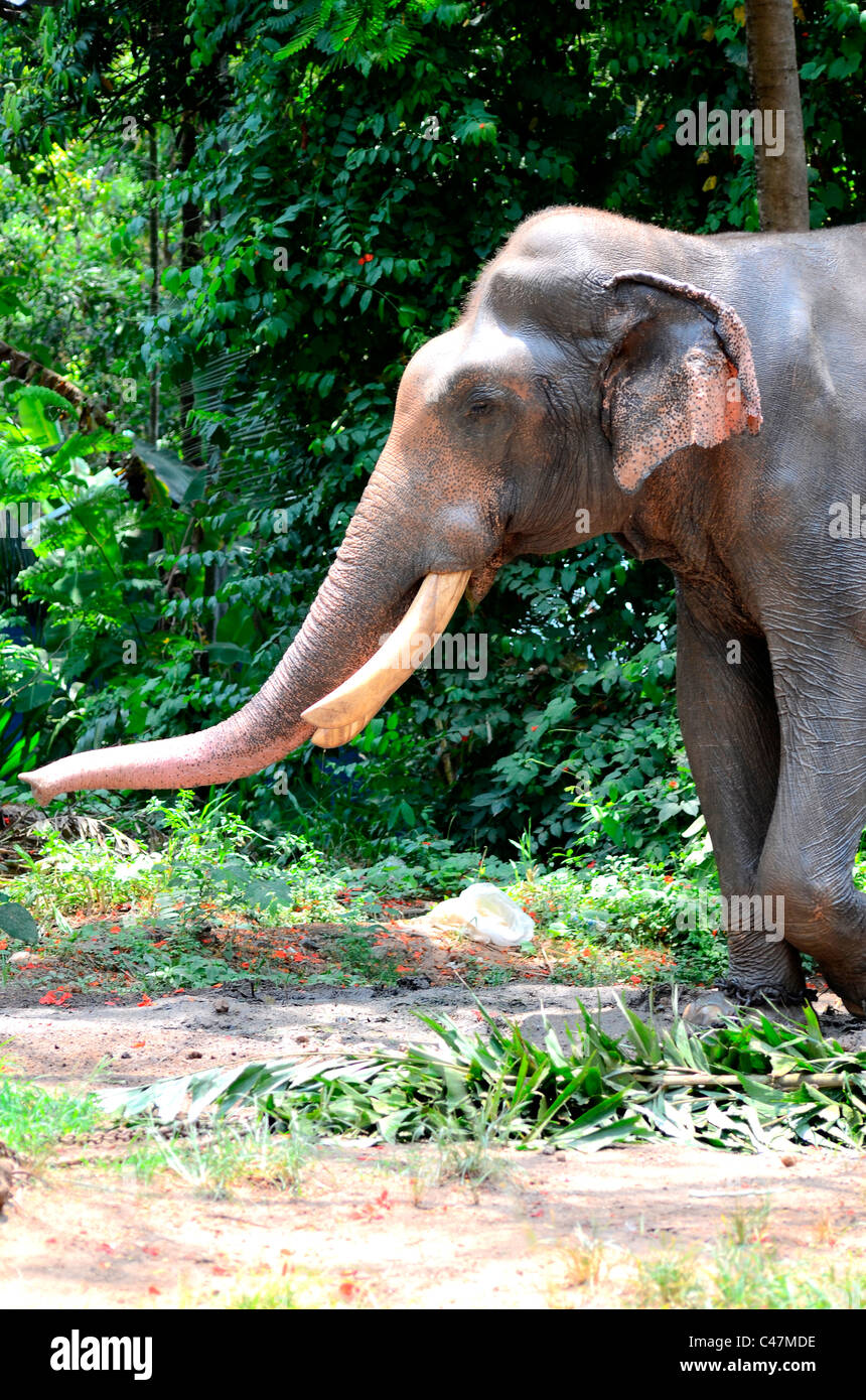 Elephant ( half picture Stock Photo - Alamy