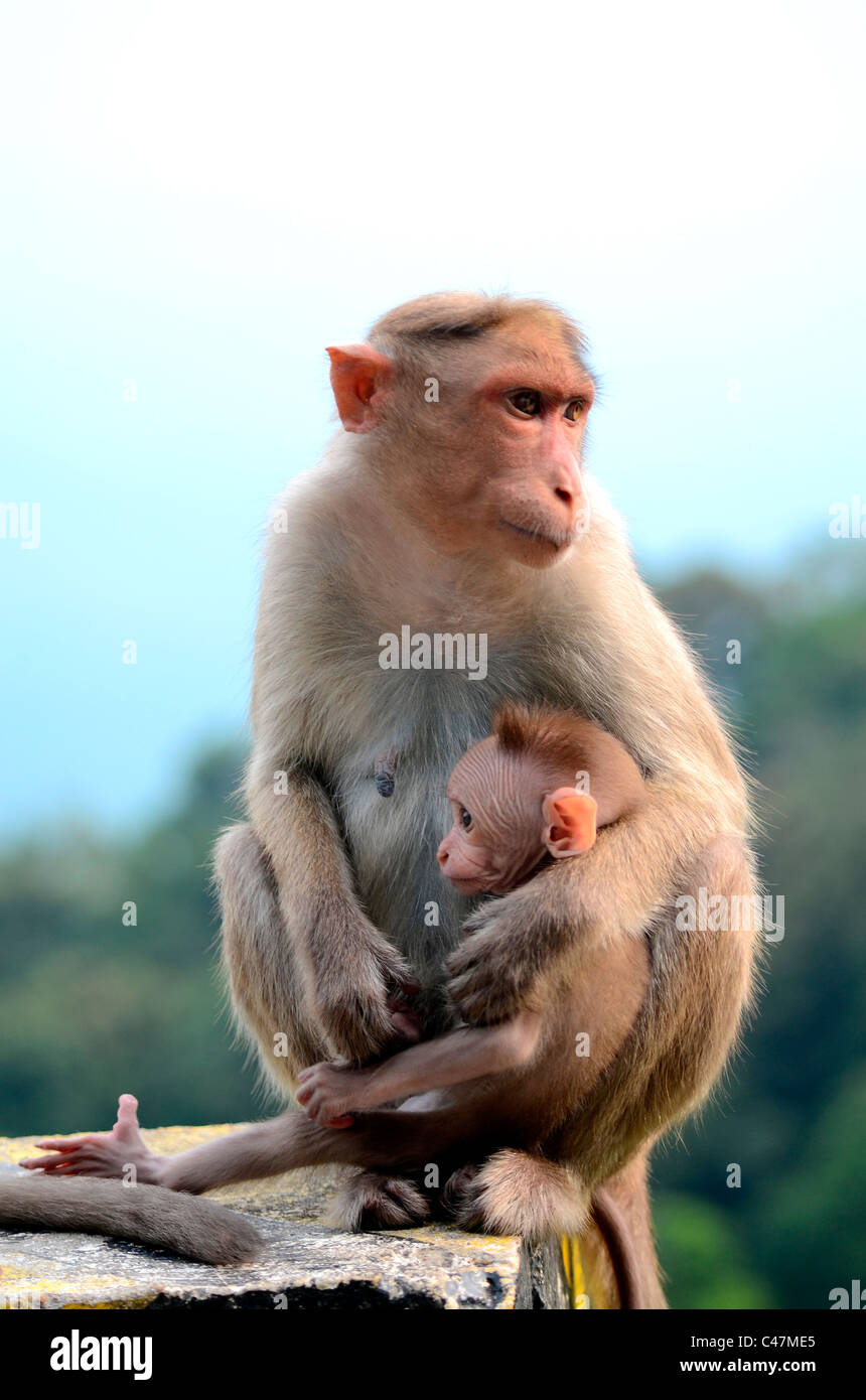 Monkey with baby monkey Stock Photo - Alamy