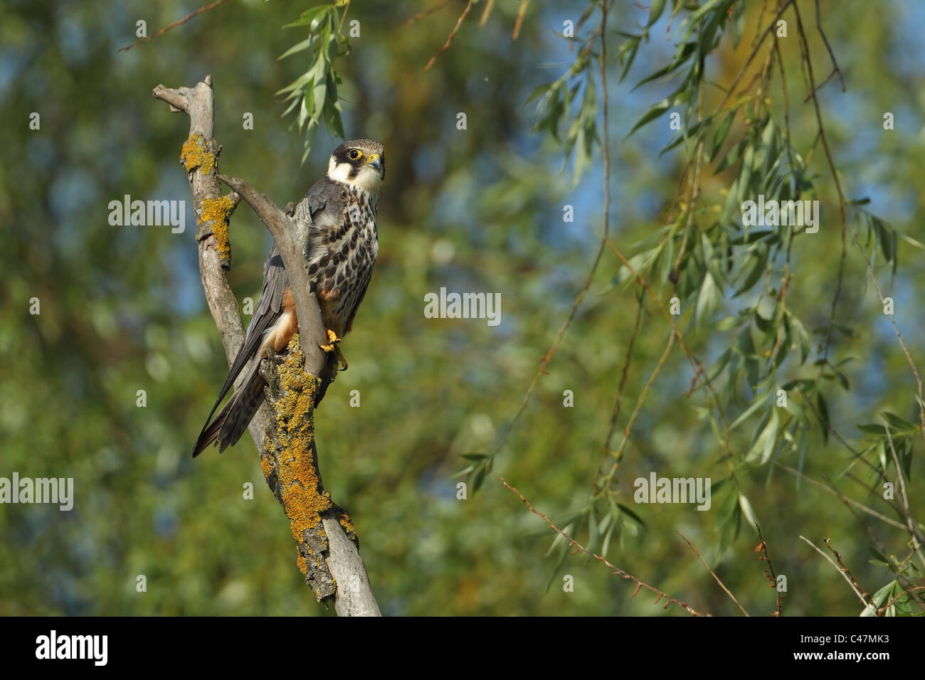 Falco subbuteo hi-res stock photography and images - Alamy