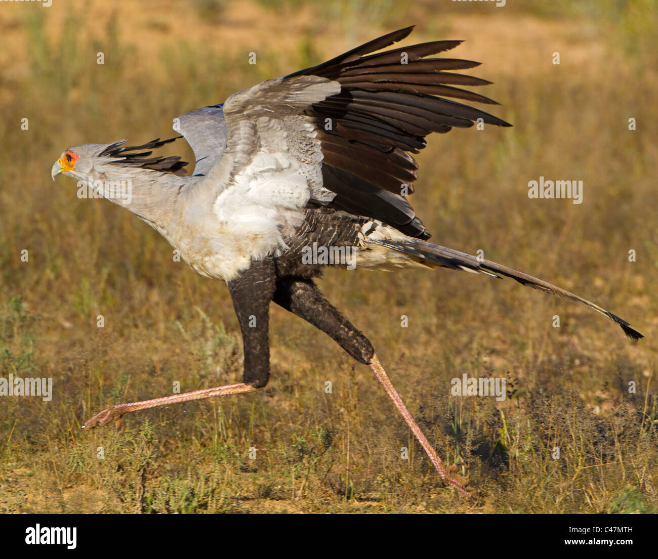 secretary bird running Stock Photo - Alamy