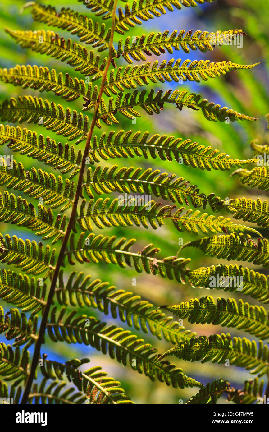 Tree fern branch hi-res stock photography and images - Alamy