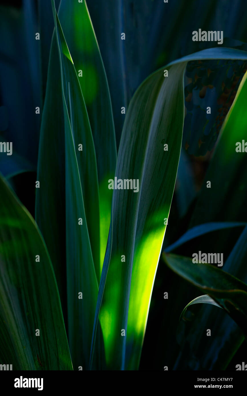 Low key abstract of leaves highlighting form and colour under natural ...