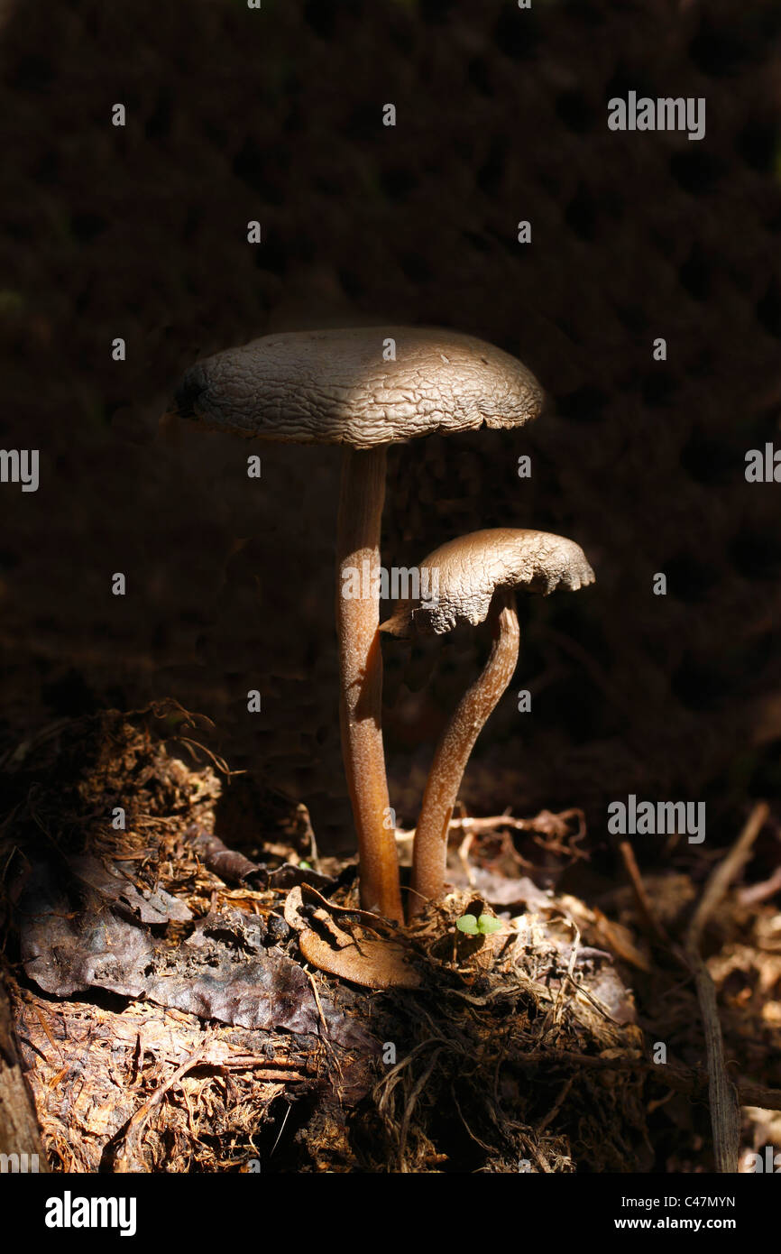 Low key abstract of mushrooms subtly lit by rays of sunlight ...