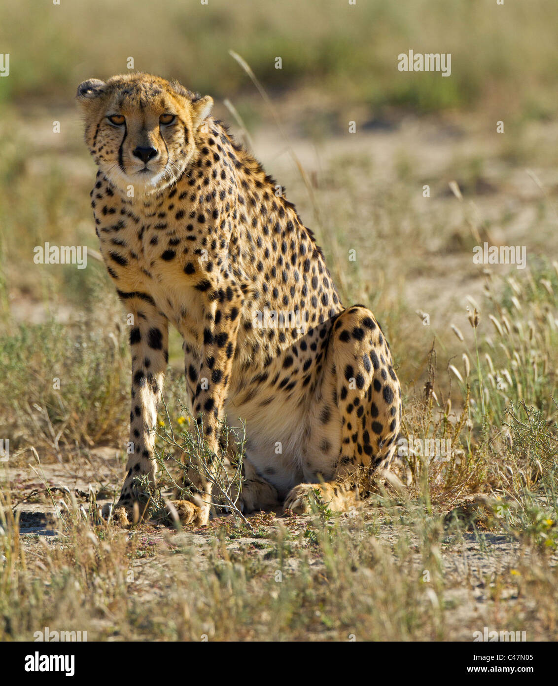 Cheetah hunting hi-res stock photography and images - Alamy