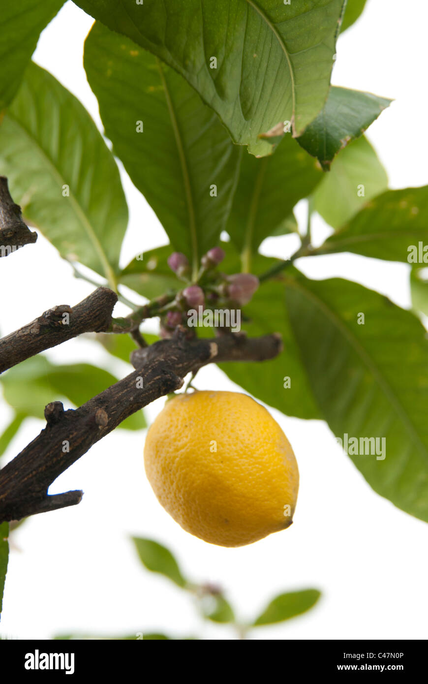 lemon, tree, branch, leaf, leaves, fruit Stock Photo - Alamy