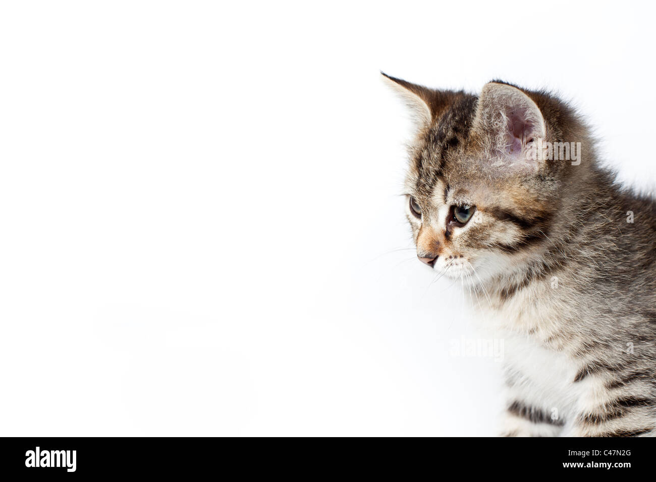 looking down little kitten on white background Stock Photo - Alamy