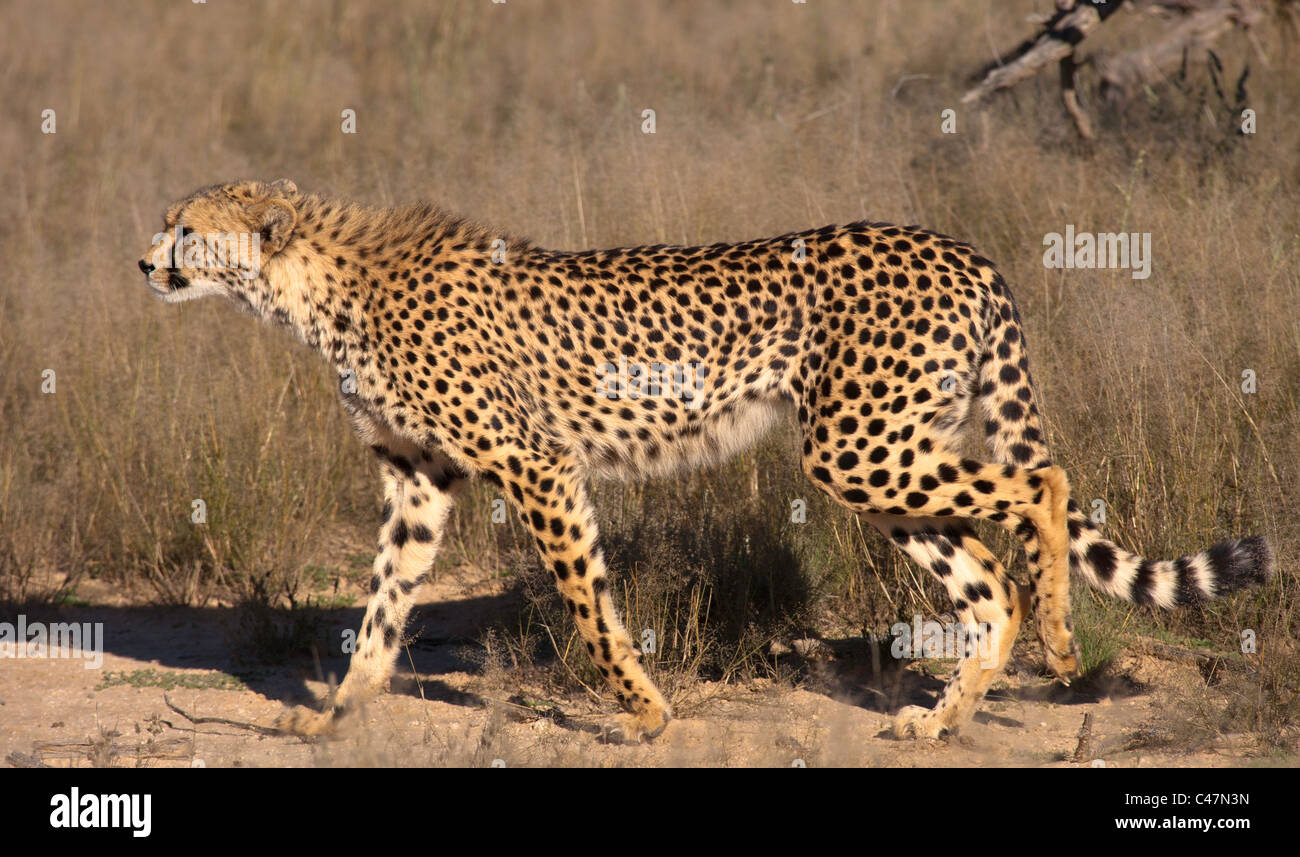Cheetah walking hi-res stock photography and images - Alamy