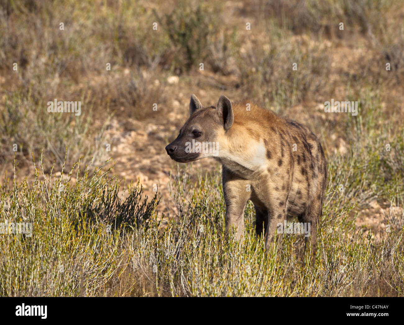 Hayena hi-res stock photography and images - Alamy