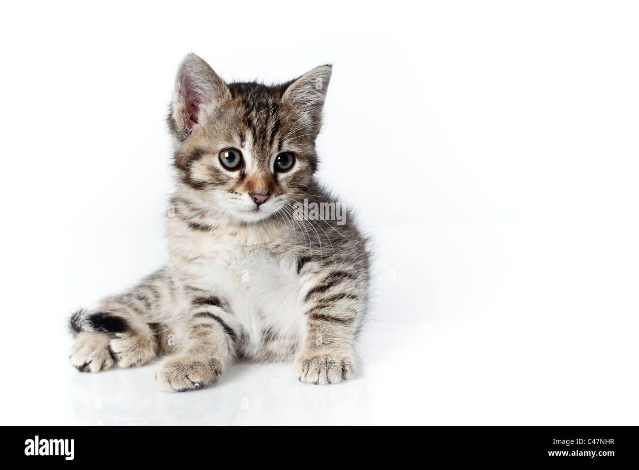 looking down little kitten on white background Stock Photo - Alamy
