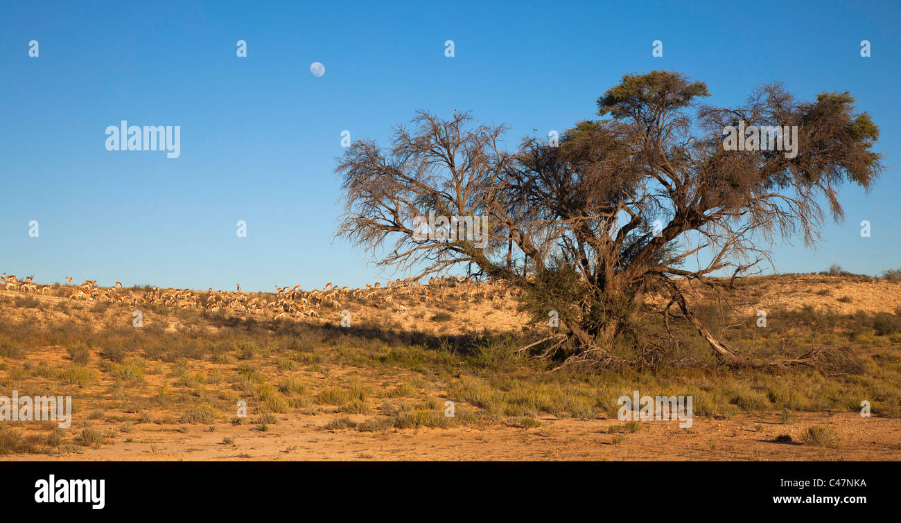 Kalahari landscape hi-res stock photography and images - Alamy