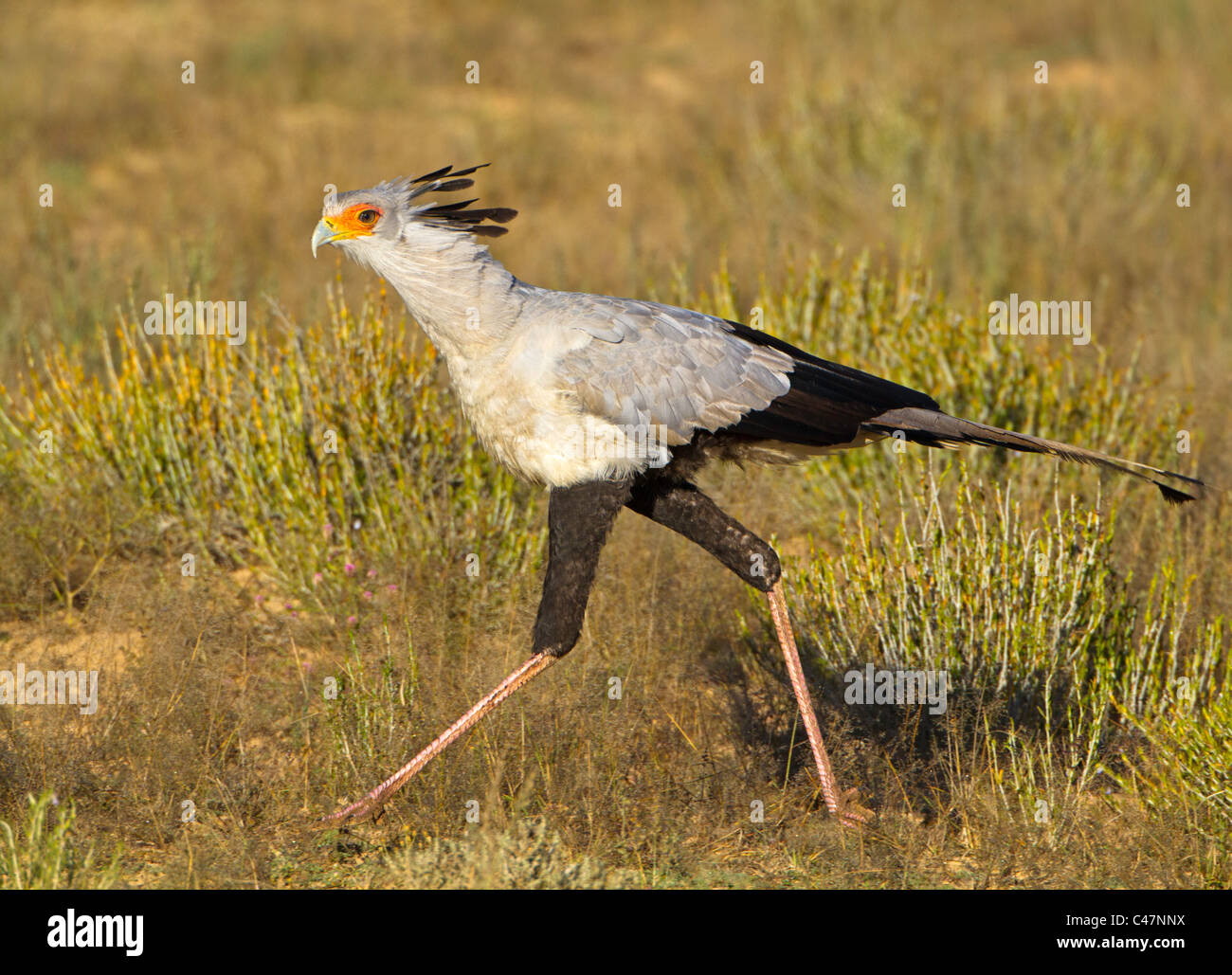 secretary bird running Stock Photo - Alamy