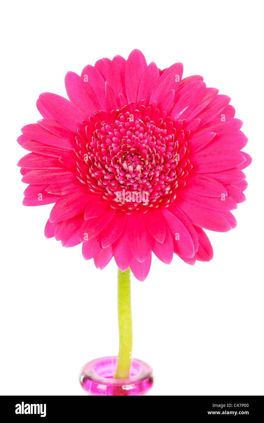 Pink Gerber flower in vase over white background Stock Photo - Alamy