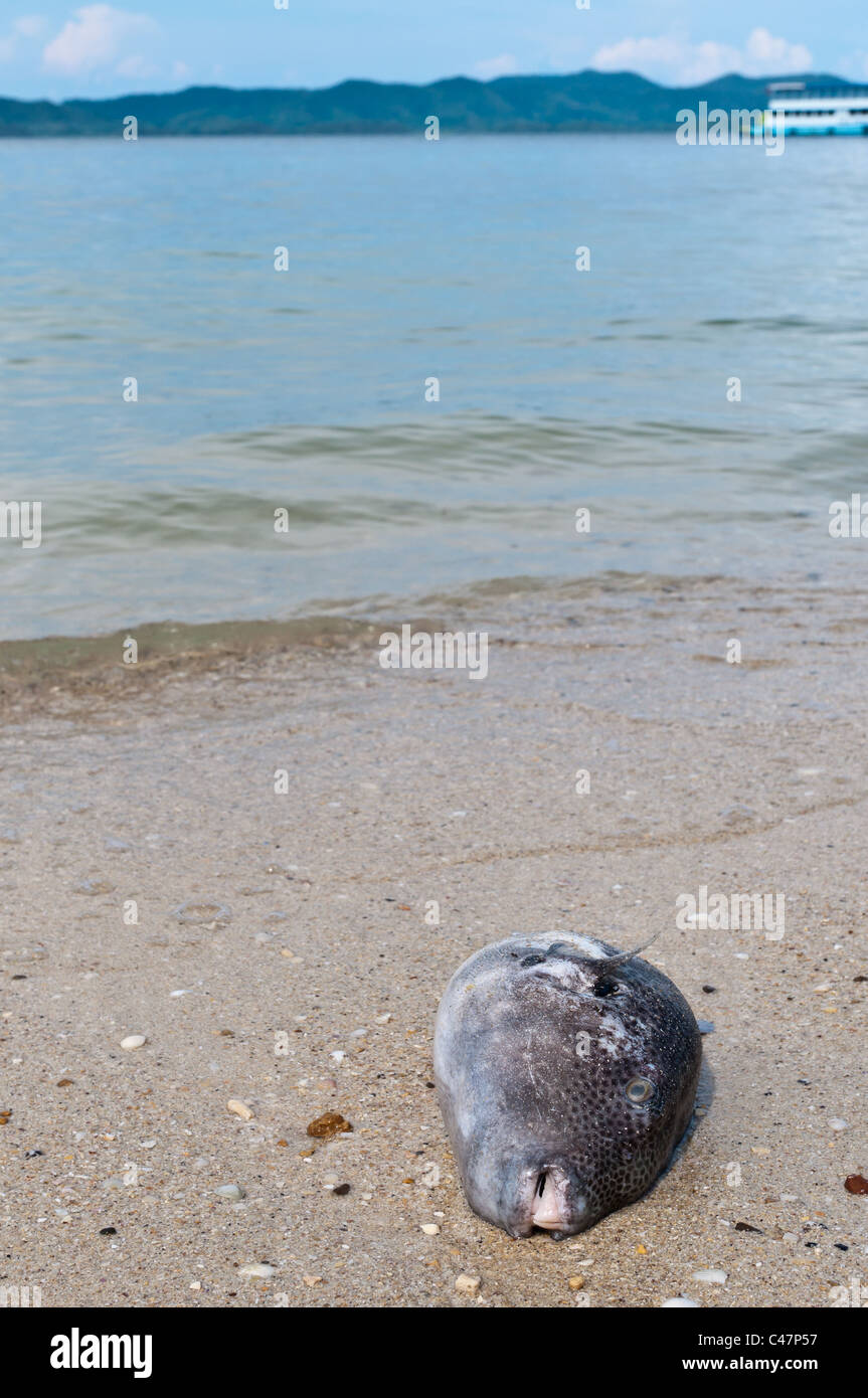 Die of fish hi-res stock photography and images - Alamy