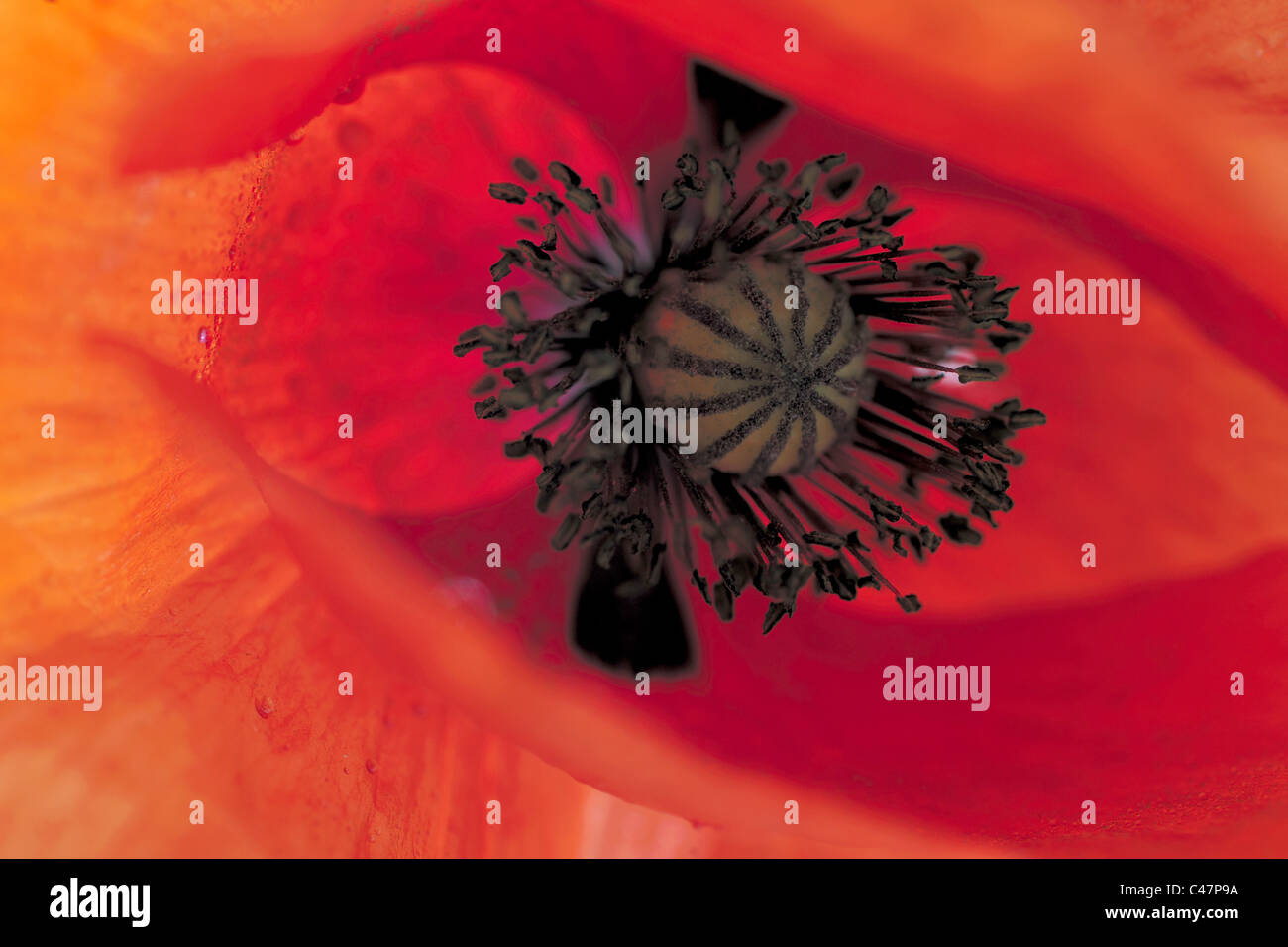 red poppy, detail, flower power, natural, beauty, detail,arrangement ...