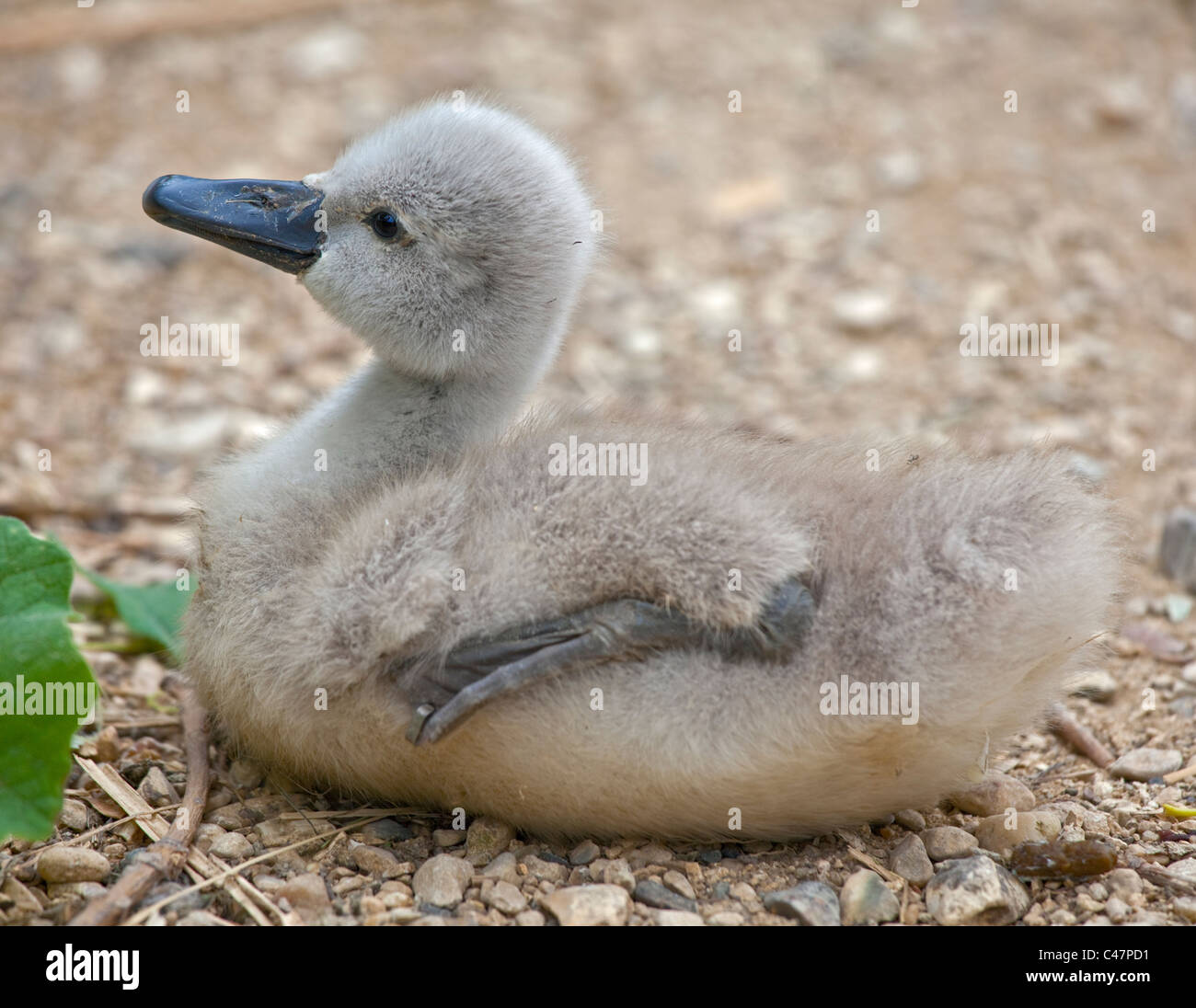 Cygnet cygnets hi-res stock photography and images - Alamy