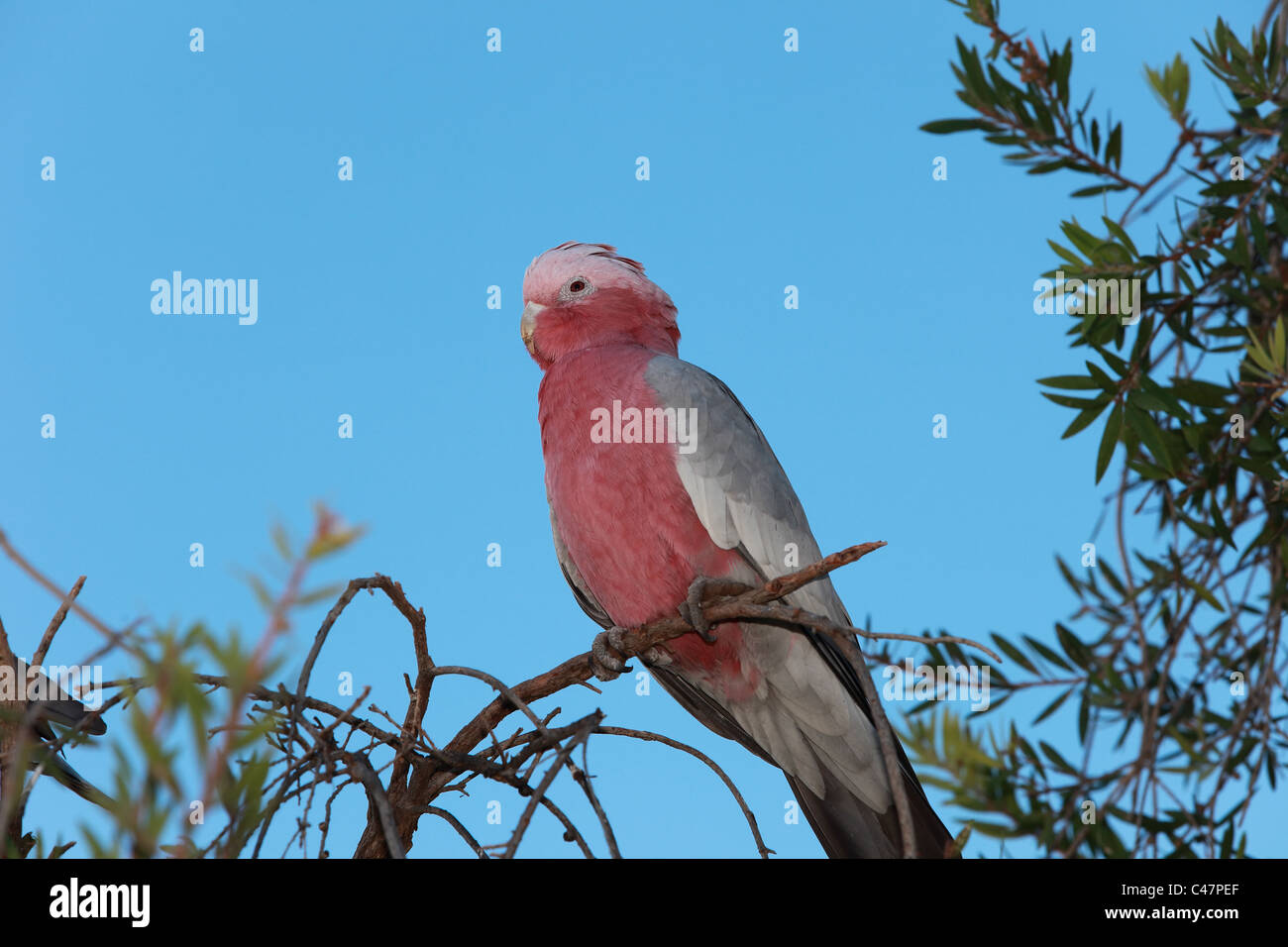Galah in tree hi-res stock photography and images - Alamy
