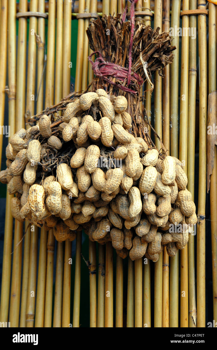 Bunch of peanuts hanging on bamboo sticks, Taiwan Stock Photo - Alamy