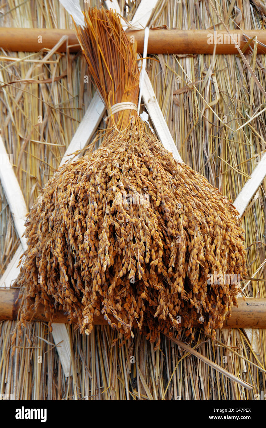Bunch of rice hanging on a thatched, Taiwan Stock Photo - Alamy