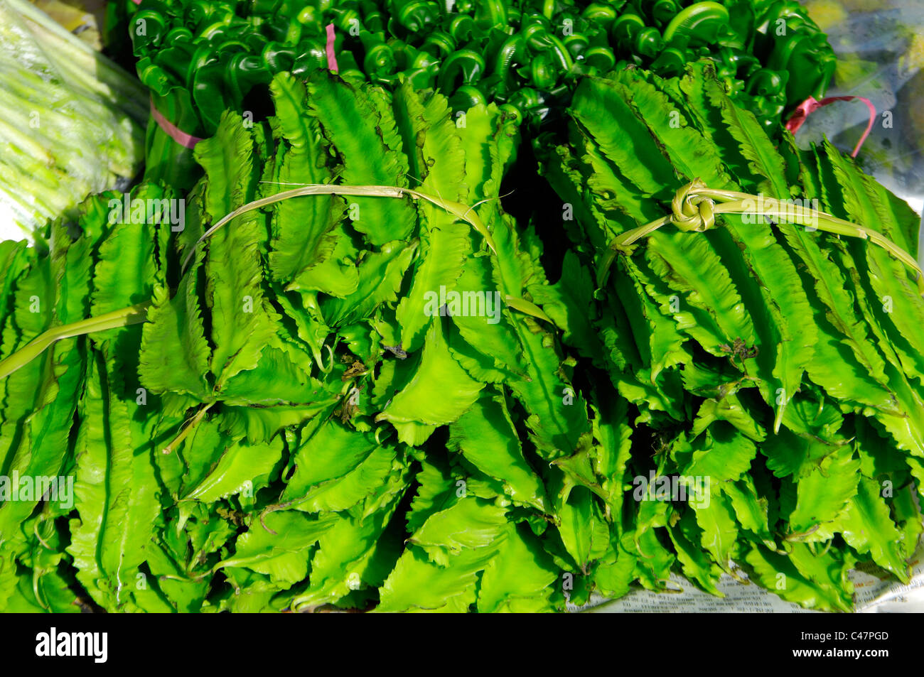 Close-up of leaf vegetable, Taiwan Stock Photo - Alamy