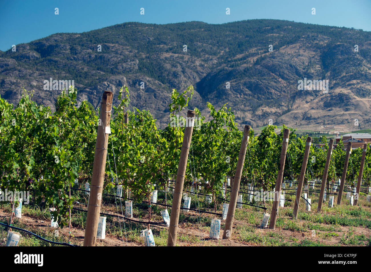 Vineyard with growing vine grapes Stock Photo - Alamy