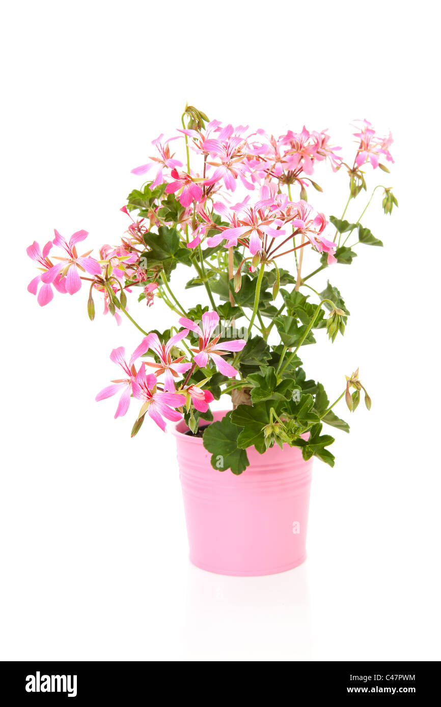 Pink Geranium flower in pot over white background Stock Photo - Alamy
