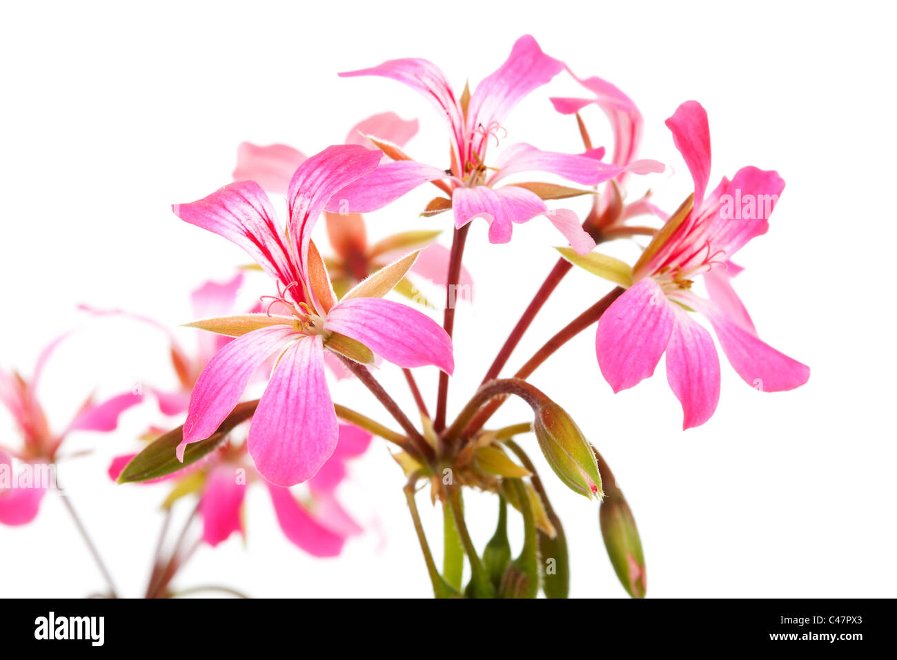 Pink Geranium flower in closeup over white background Stock Photo - Alamy