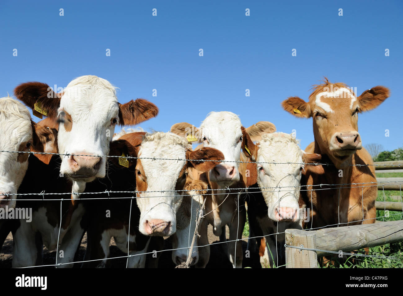 Cows looking over fence hi-res stock photography and images - Alamy