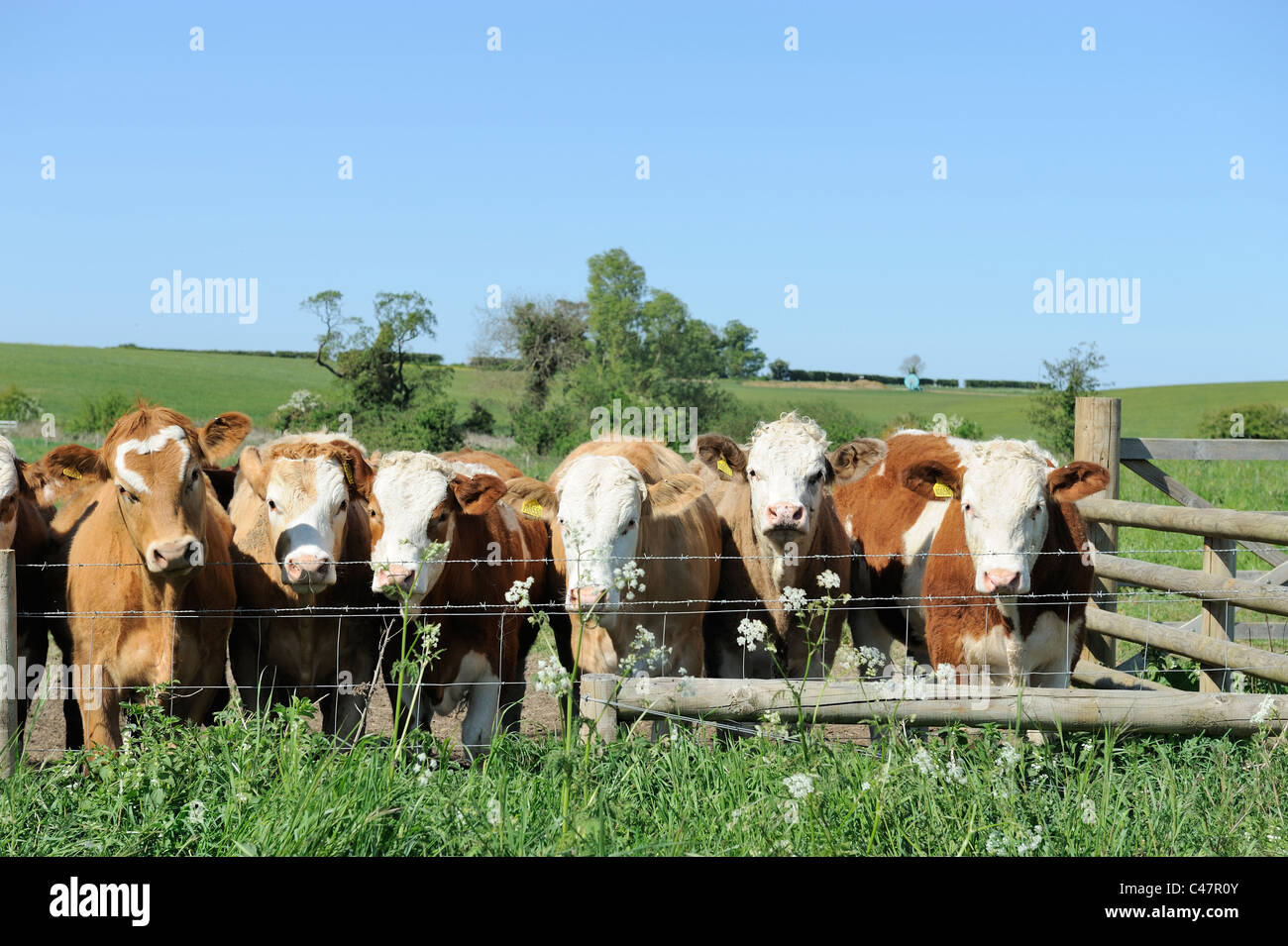 Cows looking over fence hi-res stock photography and images - Alamy