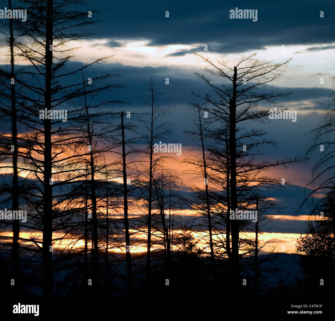 Trees after fire hi-res stock photography and images - Alamy