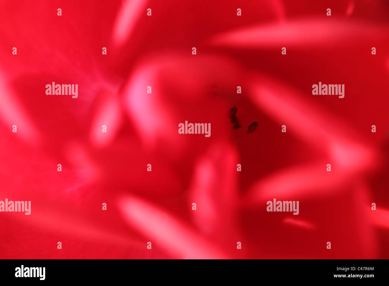 Macro photograph of stamens on a red rose tahen in botanical gardens ...