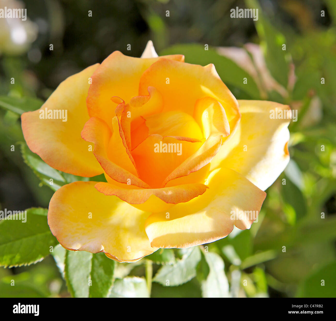 Beautiful yellow rose in closeup Stock Photo - Alamy