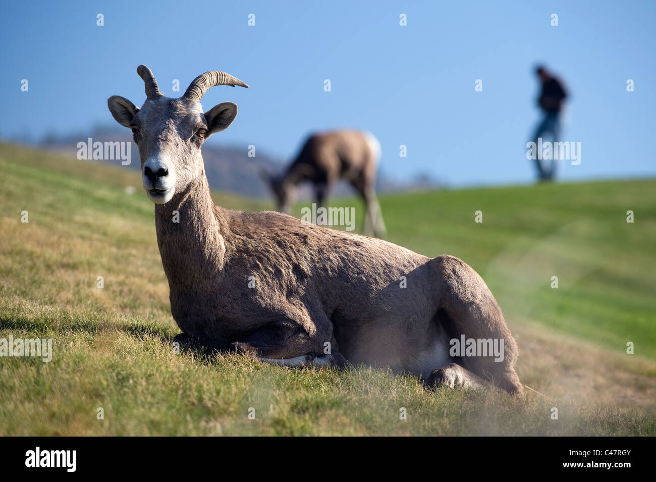 Mountain sheep hi-res stock photography and images - Alamy