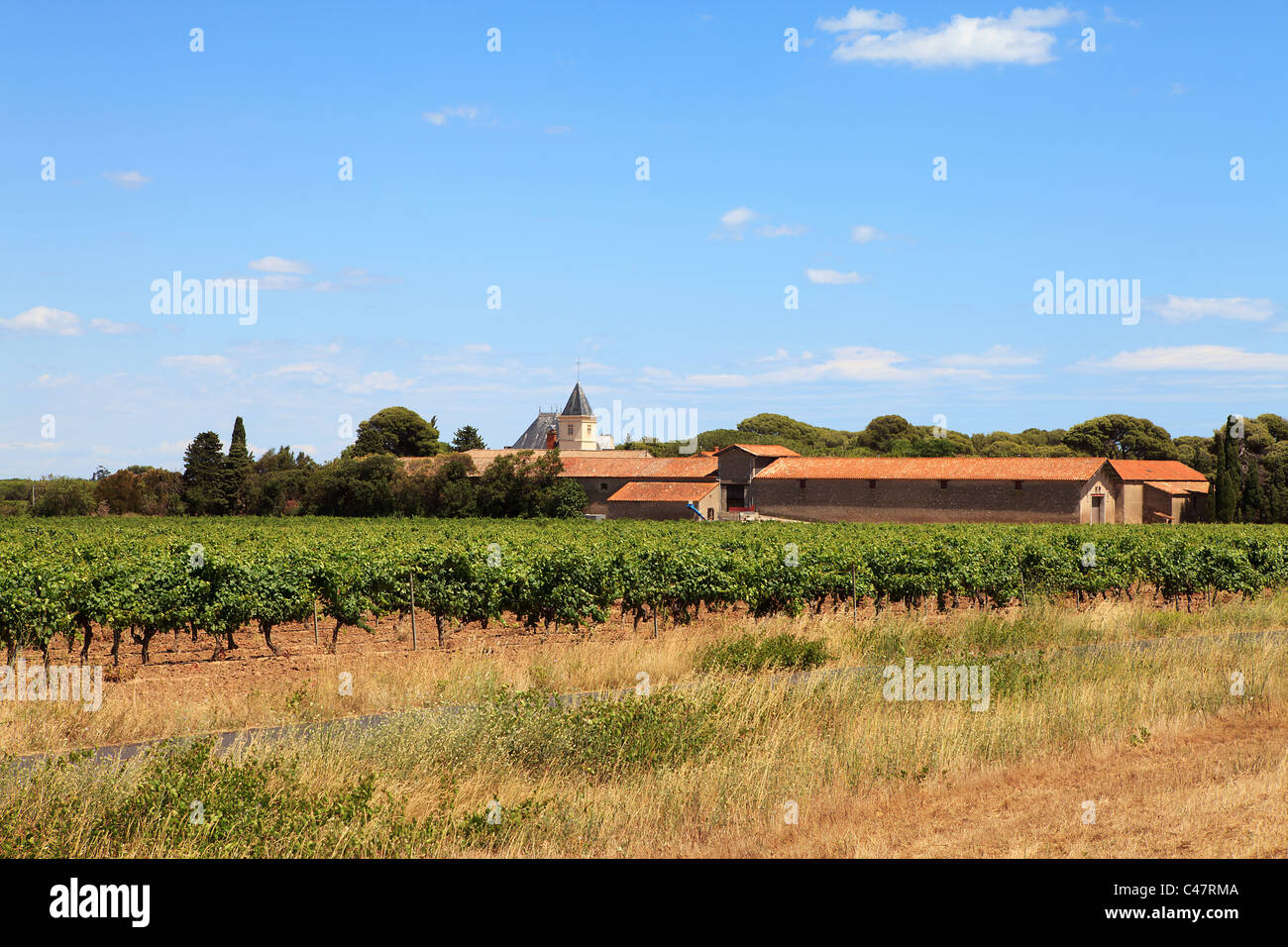 Typical French landscape with vineyard and houses near Valras Stock ...