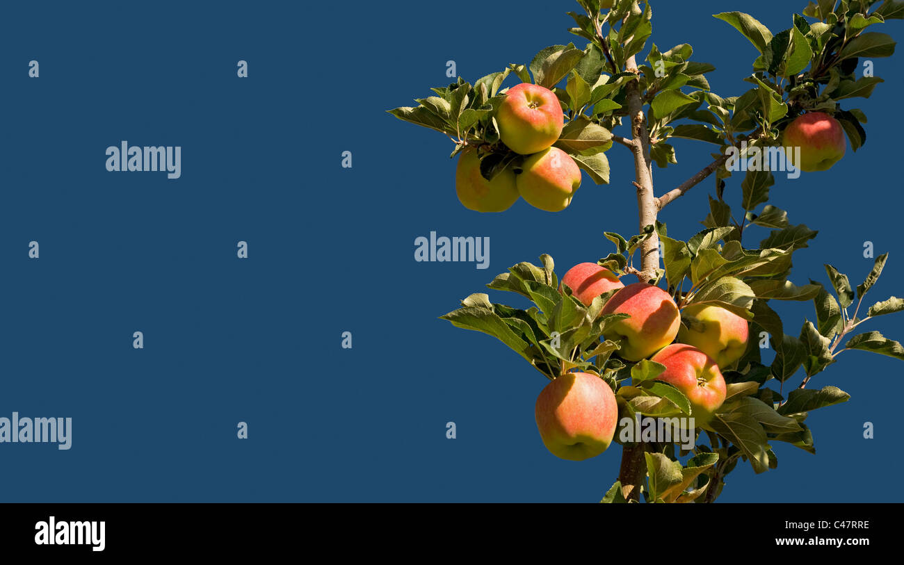 Apple orchard apple tree hi-res stock photography and images - Alamy