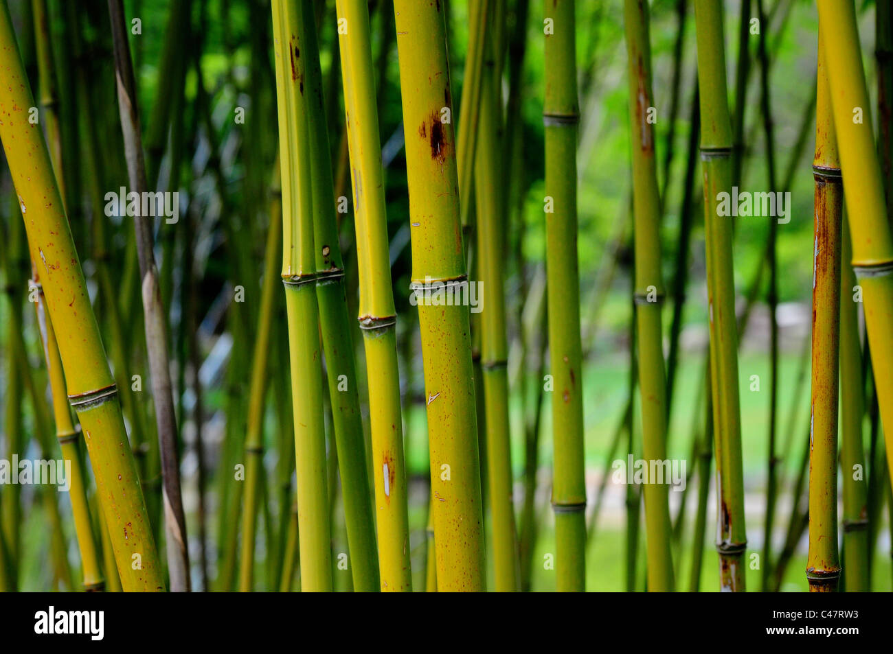 Cane shoots hi-res stock photography and images - Alamy
