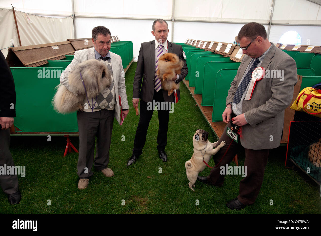 dog owners at the scottish kennel club show Stock Photo - Alamy