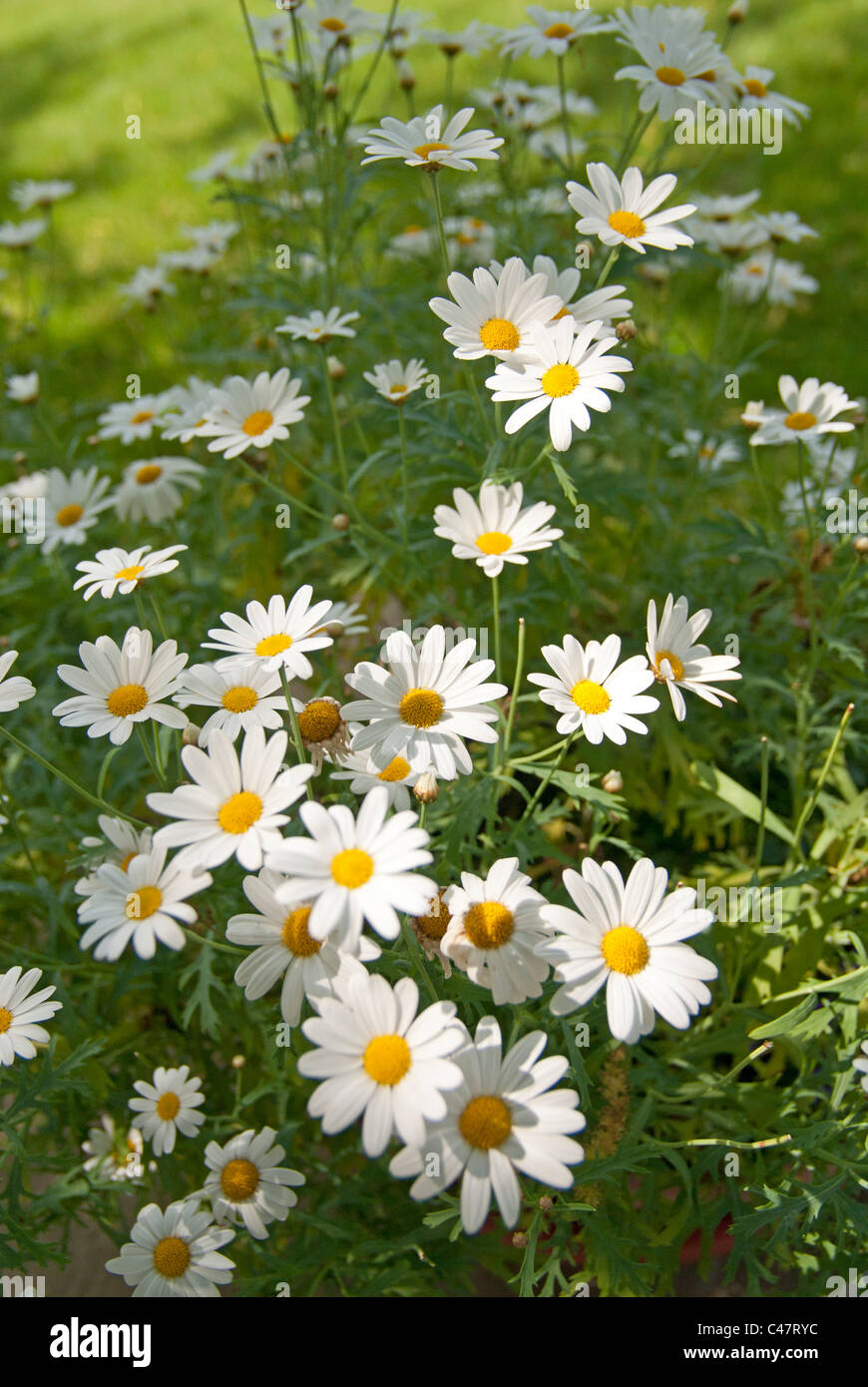 Oxeye daisies bed hi-res stock photography and images - Alamy